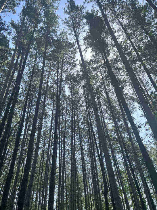 This Gorgeous Mile-Long Beach In Minnesota Will Make You Feel Like You ...