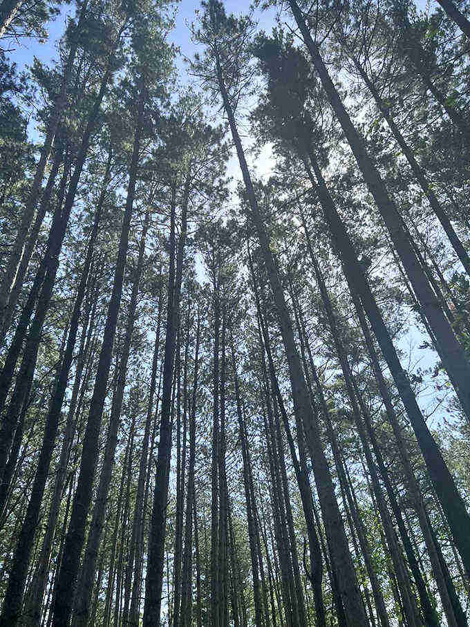 Towering pines create nature's cathedral ceiling along the trails, where dappled sunlight plays hide-and-seek with hikers.
