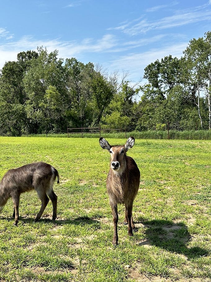 Two waterbuck antelope pause in the meadow, their distinctive white rings creating a perfect wildlife portrait.