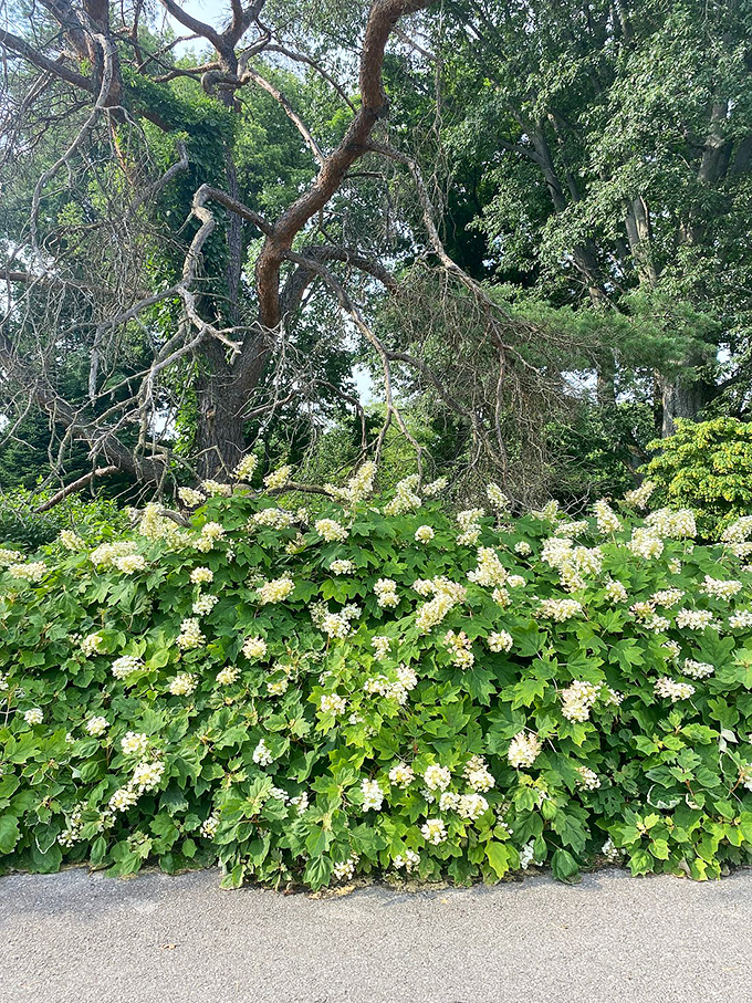 White flowering shrubs create a backdrop that makes the colorful roses pop even more, like nature's version of a professional photo studio setup.