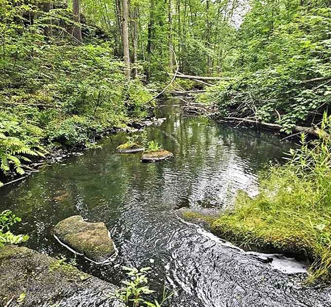 The gentle current of Wolf Creek meanders through the forest, whispering secrets only those who venture off-trail will hear.
