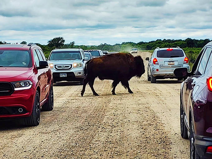 "Excuse me, coming through!" A massive bison claims right-of-way between vehicles, reminding everyone who really owns this road.