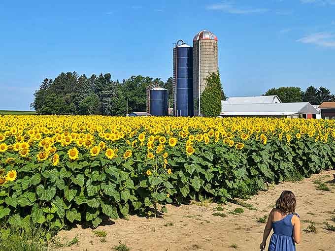 The farm's weathered silos create the perfect backdrop for these towering beauties, like a painting come to life in the Michigan countryside.
