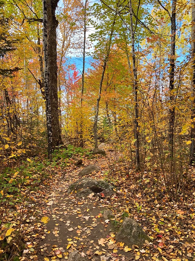 Sunlight filters through the golden canopy, turning an ordinary forest path into a cathedral of autumn splendor.