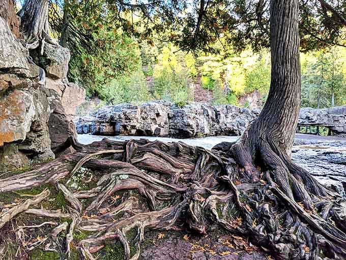 Ancient tree roots grip the rocky shoreline like nature's own sculpture, telling stories of resilience that go back generations.