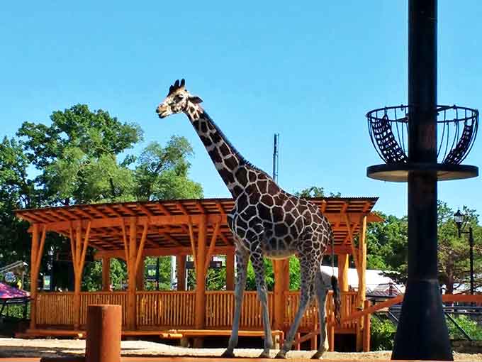 This elegant giraffe seems to be supervising the park activities, standing tall as a gentle reminder of the Como Zoo next door.