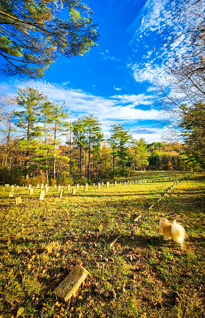 Autumn's golden hour transforms this cemetery into a contemplative sanctuary where history and nature embrace.