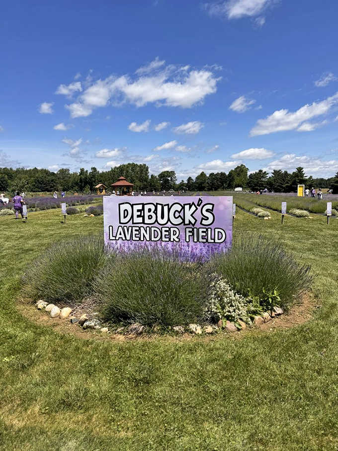 Purple perfection stretches across the landscape, with the farm's sign nestled among fragrant lavender plants that buzz with happy bees.