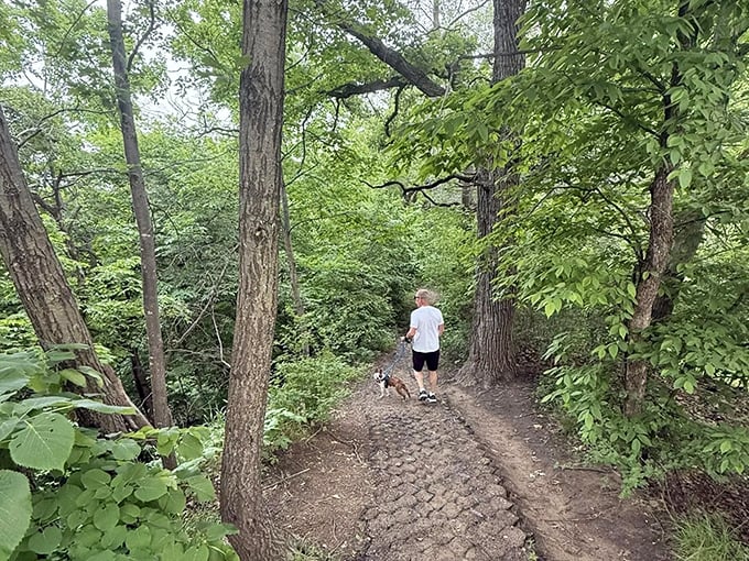Man's best friend leads the way down a sun-dappled forest trail &ndash; nature's version of "follow me to something amazing."