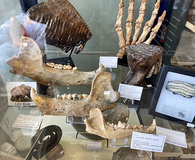 Every specimen tells a story &ndash; this fossilized dragonfly nymph from Coal City, Illinois has waited 300 million years to meet you.