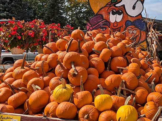Pumpkin mountain! A colorful autumn display that would make Charlie Brown abandon his search for the Great Pumpkin.
