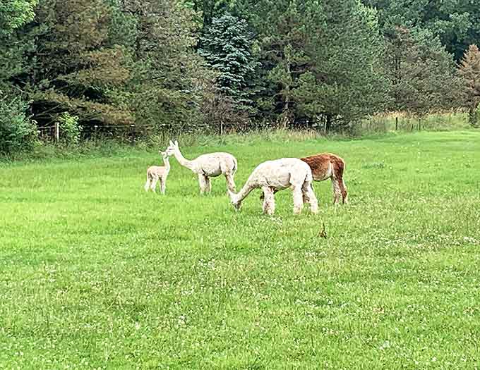 The spacious, well-maintained facilities show the care and dedication that goes into creating a safe environment for both animals and visitors.