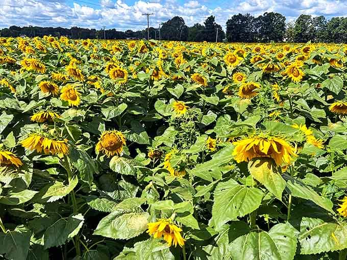 Standing tall and proud, these sunflowers create living corridors that invite exploration and quiet contemplation.