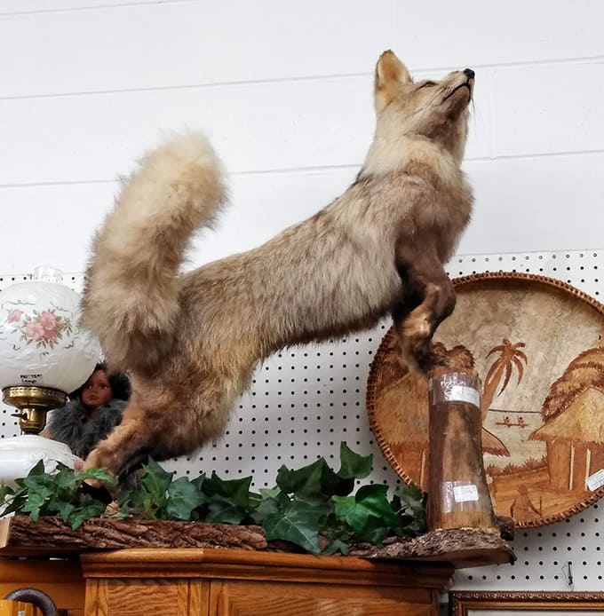 This taxidermy fox mid-howl adds an unexpected touch of wilderness to the antique mall experience, reminding us that nature and nostalgia sometimes make surprisingly compatible companions.