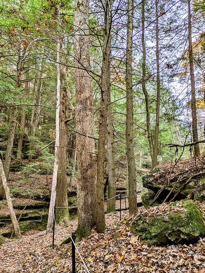 Towering sentinels stand guard over the secret falls, their roots gripping earth that remembers when these trees were merely seeds.
