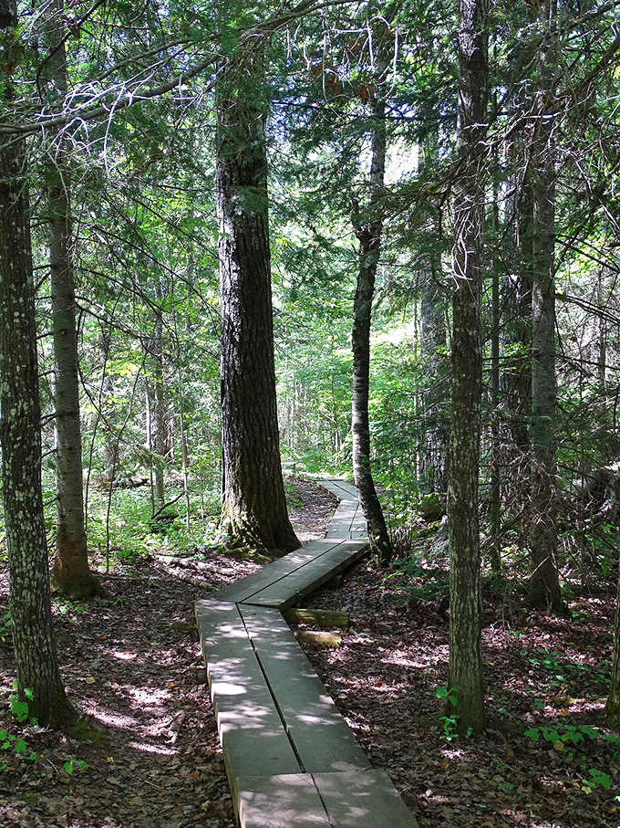 The forest trail offers moments of dappled sunlight and cool shade, a refreshing prelude to the spectacular coastal views ahead.
