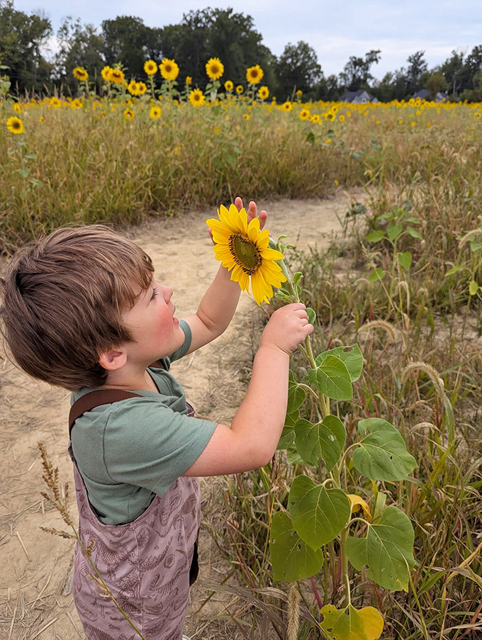 Wonder blooms on young faces at the sunflower field, where childhood curiosity meets nature's most cheerful flower display.