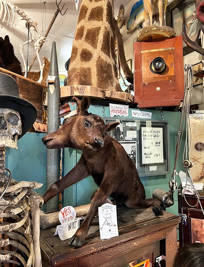 Two Head Animal: Nature's rare experiment sits with quiet dignity &ndash; four eyes gazing out from one body, challenging our understanding of biological possibilities.