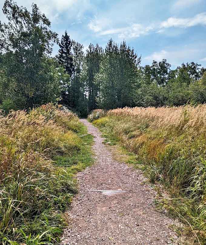 A humble trail through waving grasses invites exploration, promising discoveries just around the bend.