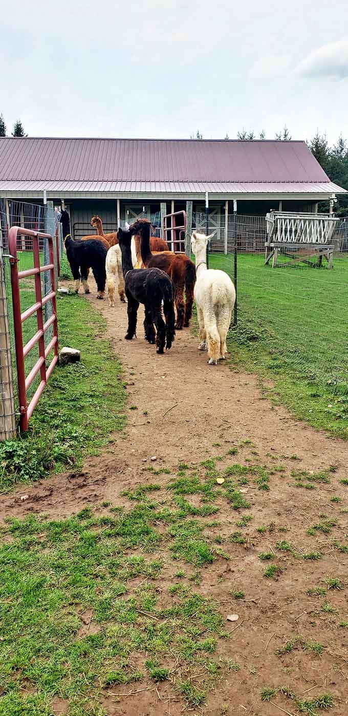 Alpacas heading home after a day of grazing and contemplating life's big questions, like "Will there be more treats tomorrow?"