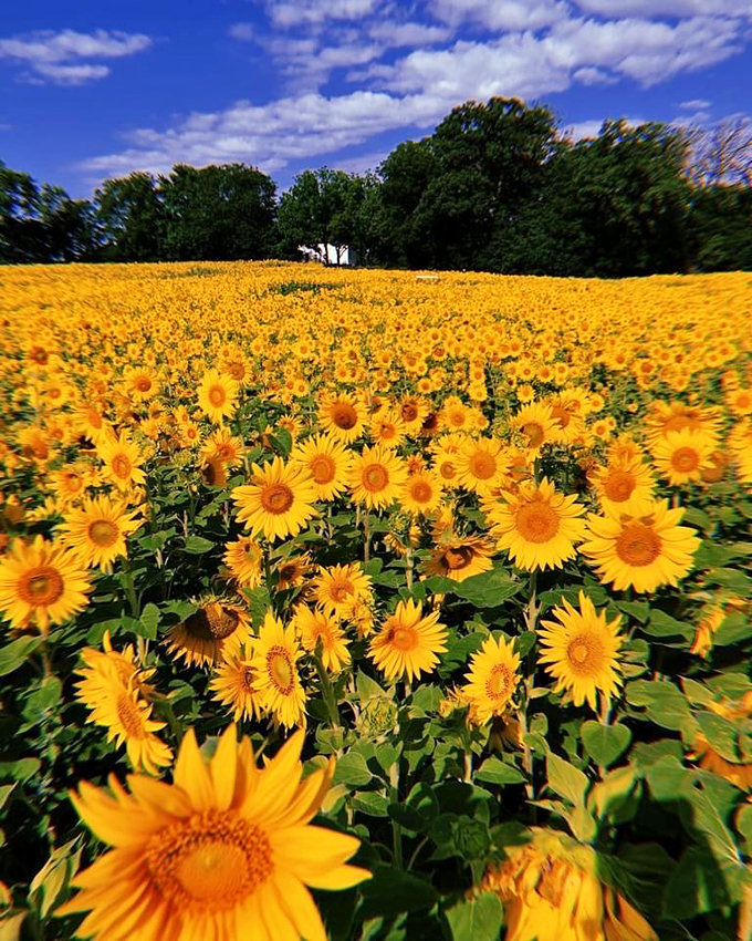 The golden hour indeed! Sunflowers stretch to the horizon, creating a yellow sea that seems to glow from within.
