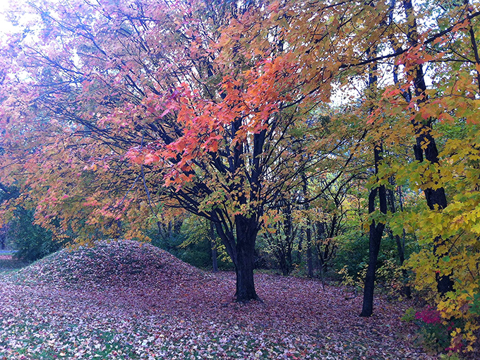 Autumn transforms the landscape into nature's own fireworks display, no ticket required, just show up and look up.