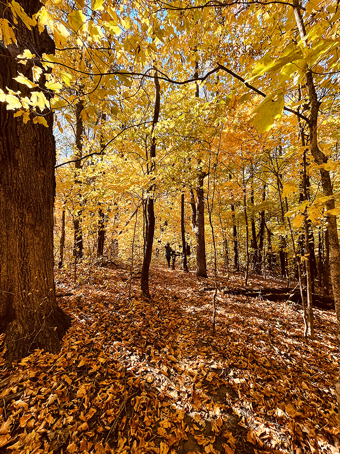 Fall's golden paintbrush transforms Caron Park into a masterpiece that would make even Monet jealous.
