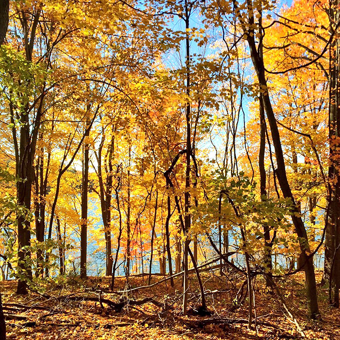 Fall foliage turns the woods into nature's own art gallery, admission free, Instagram opportunities unlimited.