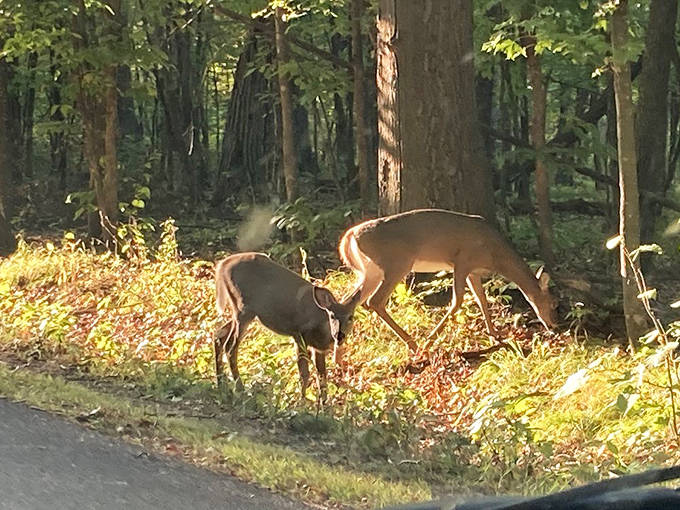 Wildlife encounters add magic to any park visit, as these deer demonstrate while enjoying their own morning stroll.