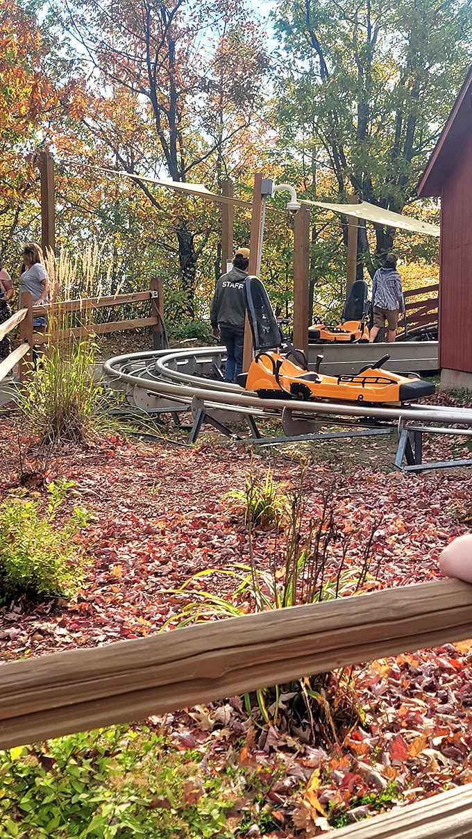 Autumn transforms the Timber Twister experience into a kaleidoscope of russet and gold, with fallen leaves creating nature's confetti along the track.