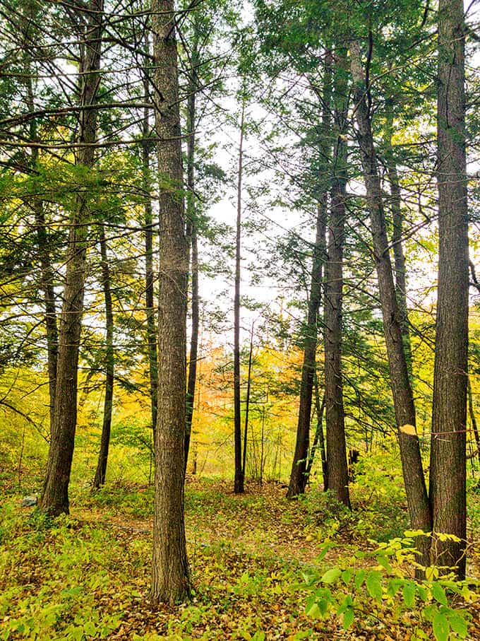 Towering pines create nature's cathedral, where sunlight filters through branches like stained glass in this woodland sanctuary.