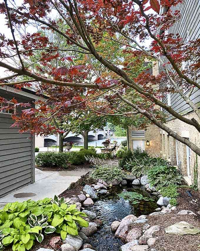 Japanese maple branches frame a tranquil stream where hostas thrive in dappled shade, creating a meditative spot for morning reflection.