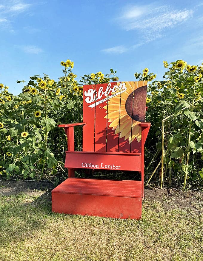 The best throne in Minnesota isn't in any castle &ndash; it's this oversized Gibbon Lumber chair surrounded by nodding sunflower subjects.