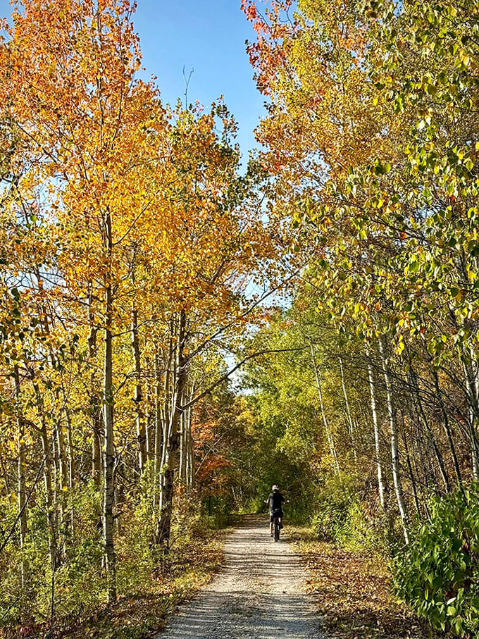 Autumn's paintbrush transforms the forest into a golden gallery, where every tree competes for the title of "most spectacular."