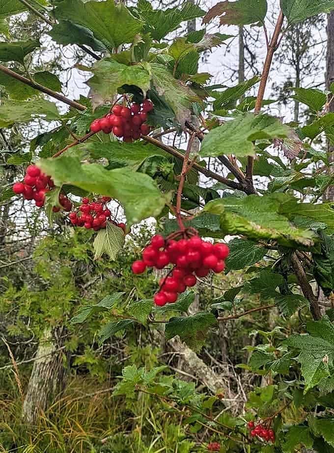 Highbush cranberries cluster like nature's jewelry, their brilliant red berries catching the light and making you understand why birds consider this trail prime real estate.