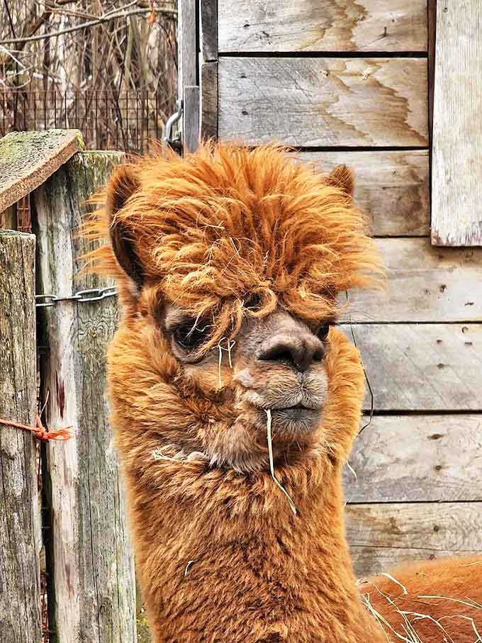 This alpaca's magnificent hairdo would make any 1980s rock star jealous. The attitude comes standard with the coiffure.