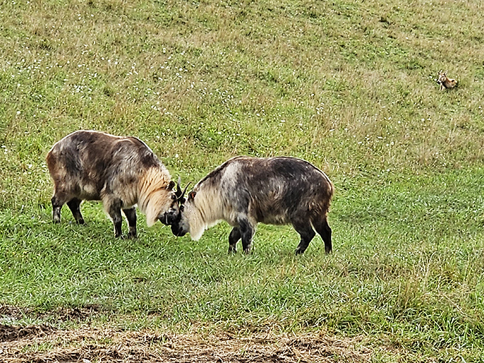 Japanese serows engage in what appears to be an intense philosophical debate about why they ended up in Ohio instead of their native mountains.