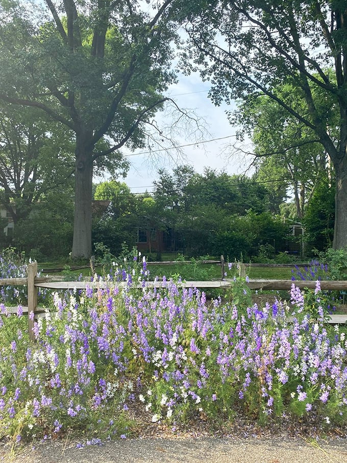Purple mealycup sage adds vertical interest and a different texture, reminding us that even in a rose garden, variety keeps things interesting.
