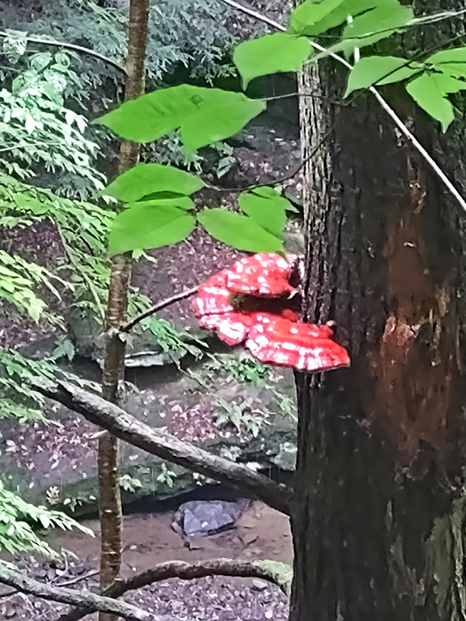 Vibrant red mushrooms add a touch of fairy-tale magic to the forest floor, like nature's own welcome committee.