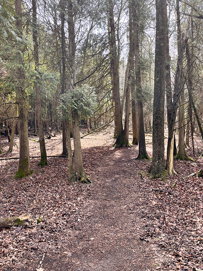 Forest trails wind through towering trees like nature's own cathedral, offering shade and serenity in equal measure.