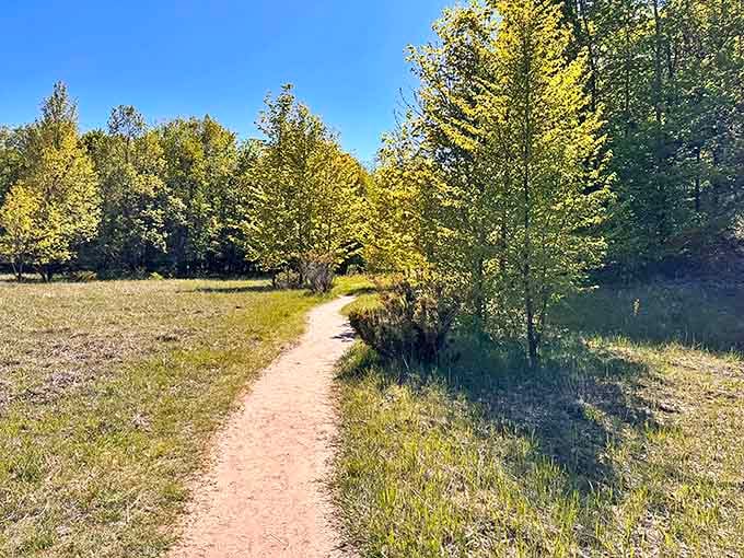 Spring's first blush transforms this simple trail into a golden corridor, where sunlight and new growth create nature's perfect welcome.