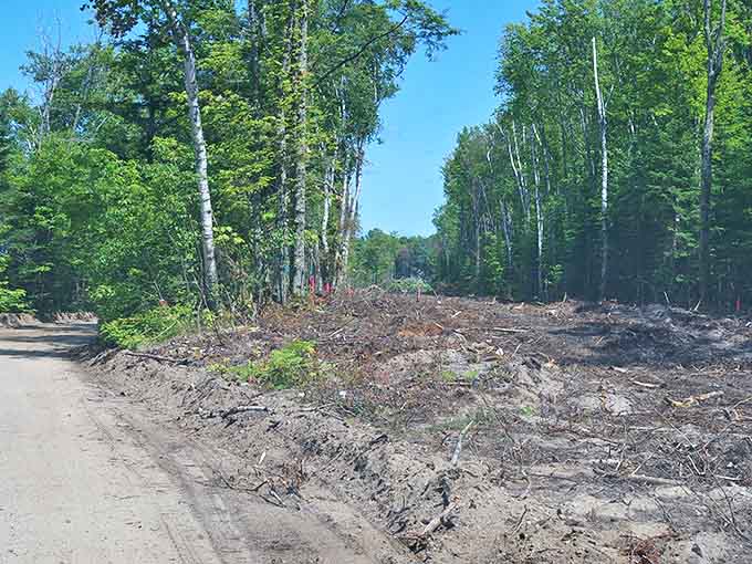 Nature reclaims its territory alongside a freshly cleared section of H-58, where human engineering and wilderness maintain their delicate dance.
