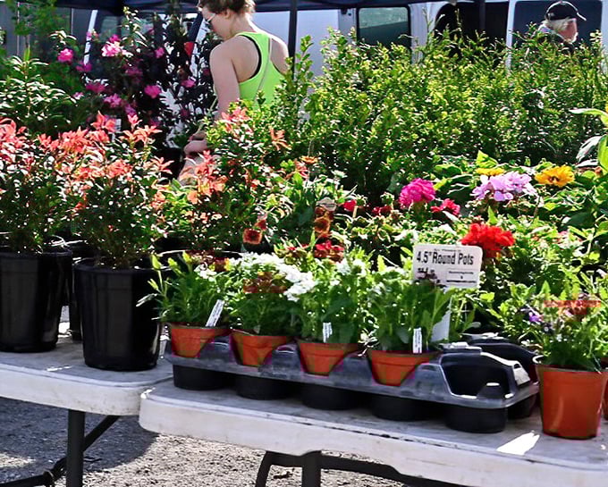 Garden oasis amid the market madness: vibrant flowers and healthy plants await green-thumbed shoppers looking to bring life to their outdoor spaces.