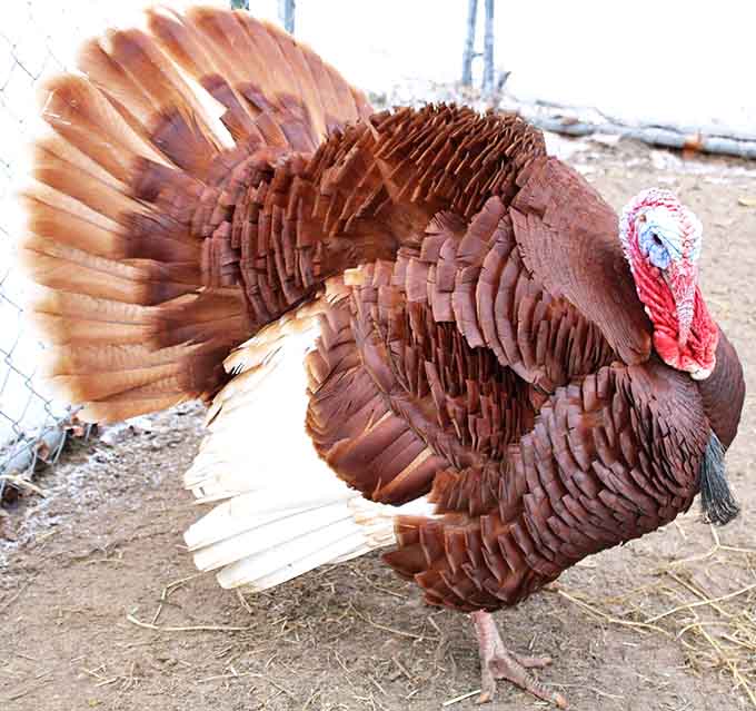 The farm's turkey struts his stuff with more confidence than a runway model, showing off impressive plumage that catches the sunlight.