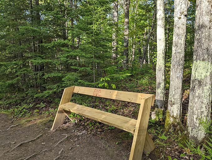 A rustic bench offers a moment of contemplation, perfectly positioned for forest bathing among towering pines.
