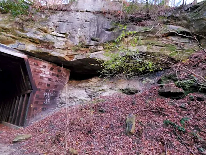 Rock Above the Tunnel: The hillside above cradles the tunnel in layers of geological history, roots and rock forming an unlikely partnership.