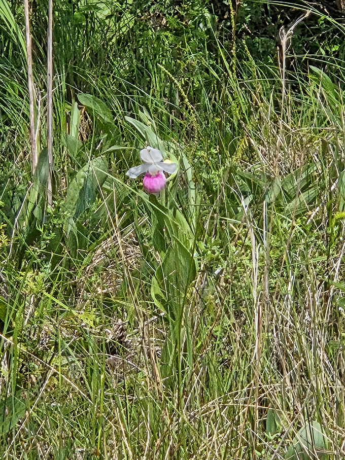The showy lady's slipper orchid&mdash;botanical royalty that took thousands of years to perfect its dramatic entrance into spring.