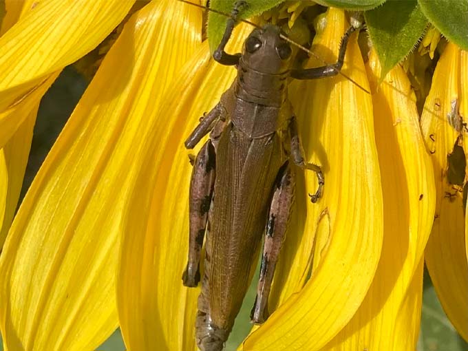 Even the tiniest visitors find their place in this ecosystem &ndash; this beetle isn't just climbing, he's commuting to the corner office.