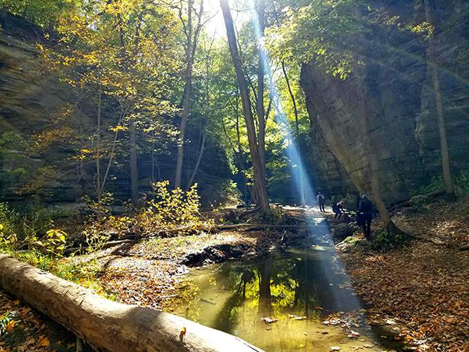 Sunlight filters through the canopy, creating spotlight effects that would make Broadway lighting designers jealous.