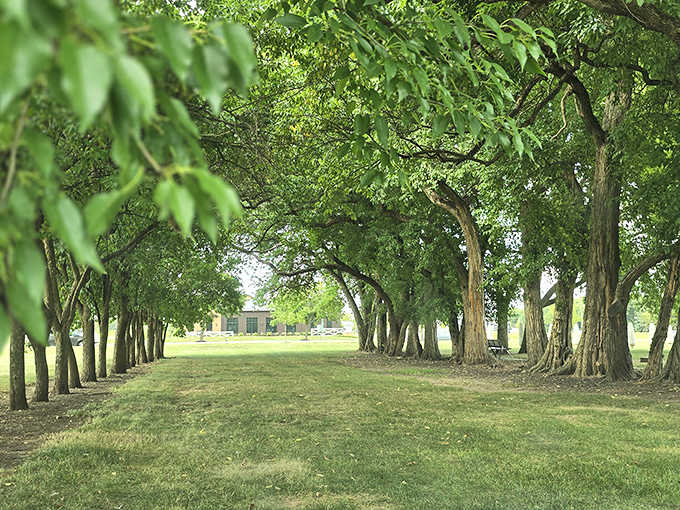 Beyond the corn field, a shaded path lined with mature trees offers a peaceful retreat, the perfect spot for contemplation after corn contemplation.